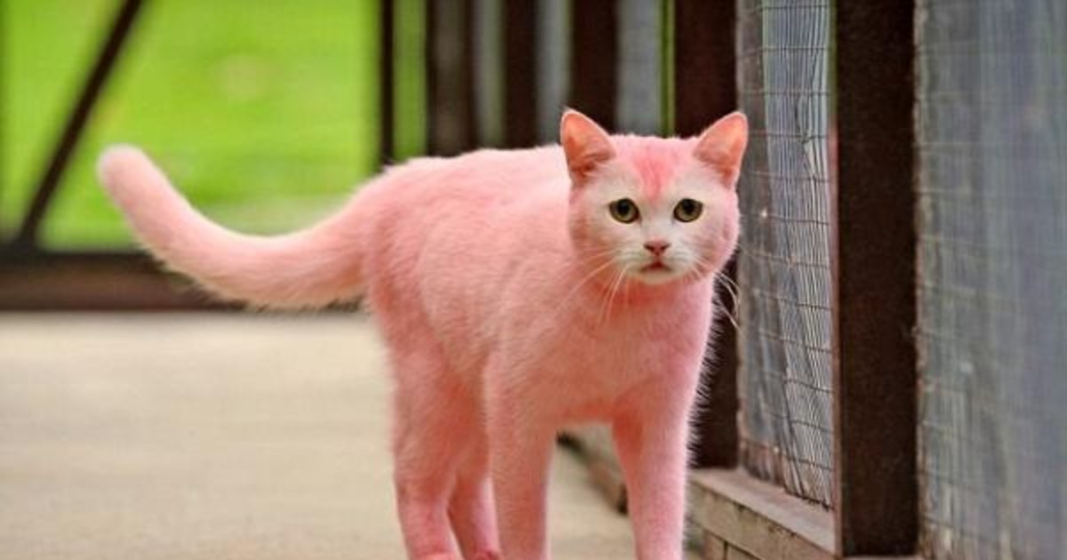 Increíble: conocé a la gatita rosa | 24con