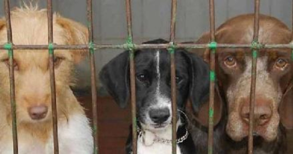 Acusan a perrera de hacer "recorridas de la muerte" | 24con