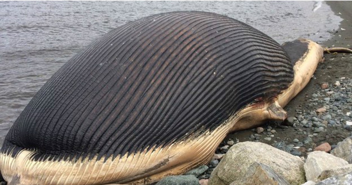 Un pueblo teme que les explote una ballena azul muerta | 24con